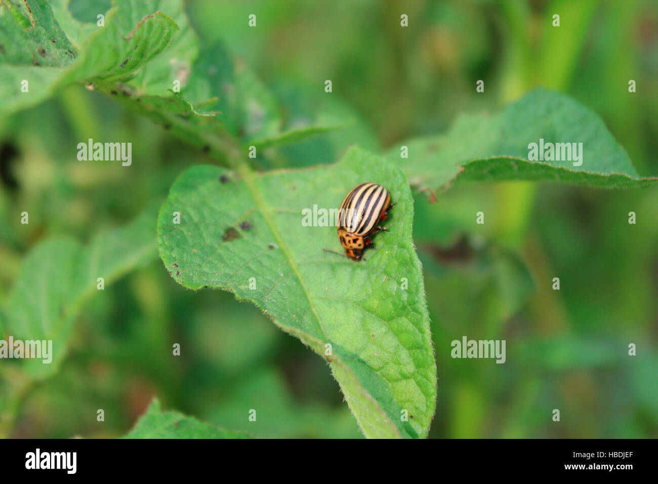 Potato bug hi-res stock photography and images - Alamy
