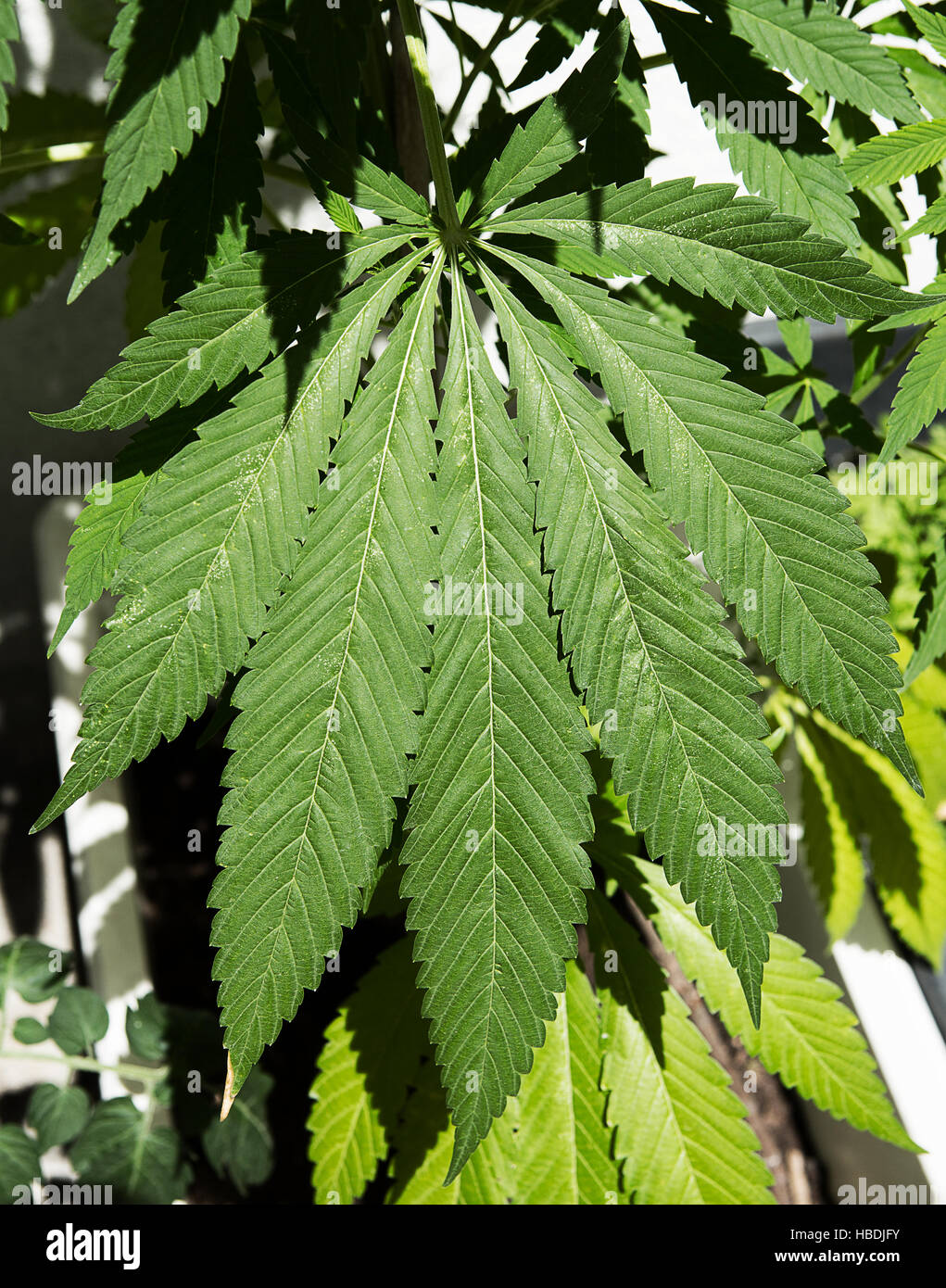Cannabis leaf hi-res stock photography and images - Alamy