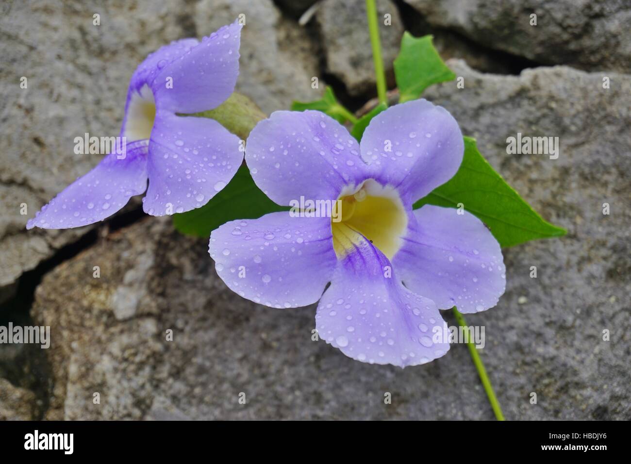 Tropical blue trumpet vine flower (thunbergia laurifolia) or Laurel ...