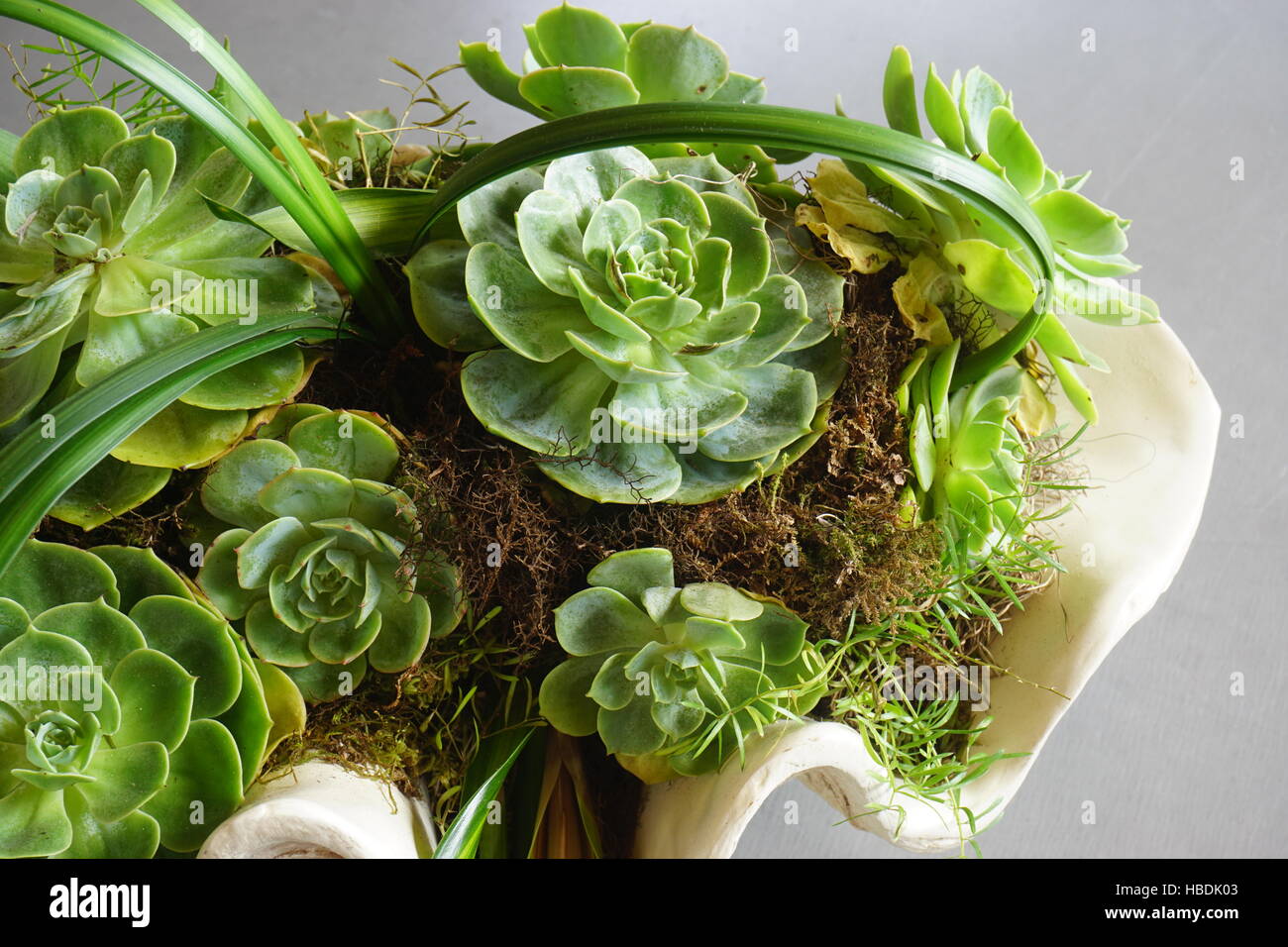 Plant arrangement with green succulent rosettes Stock Photo - Alamy