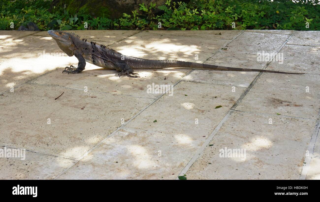 Wild iguana in the sun in Costa Rica Stock Photo - Alamy