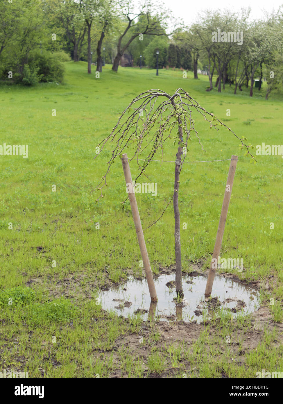 Tiny sprout hi-res stock photography and images - Alamy