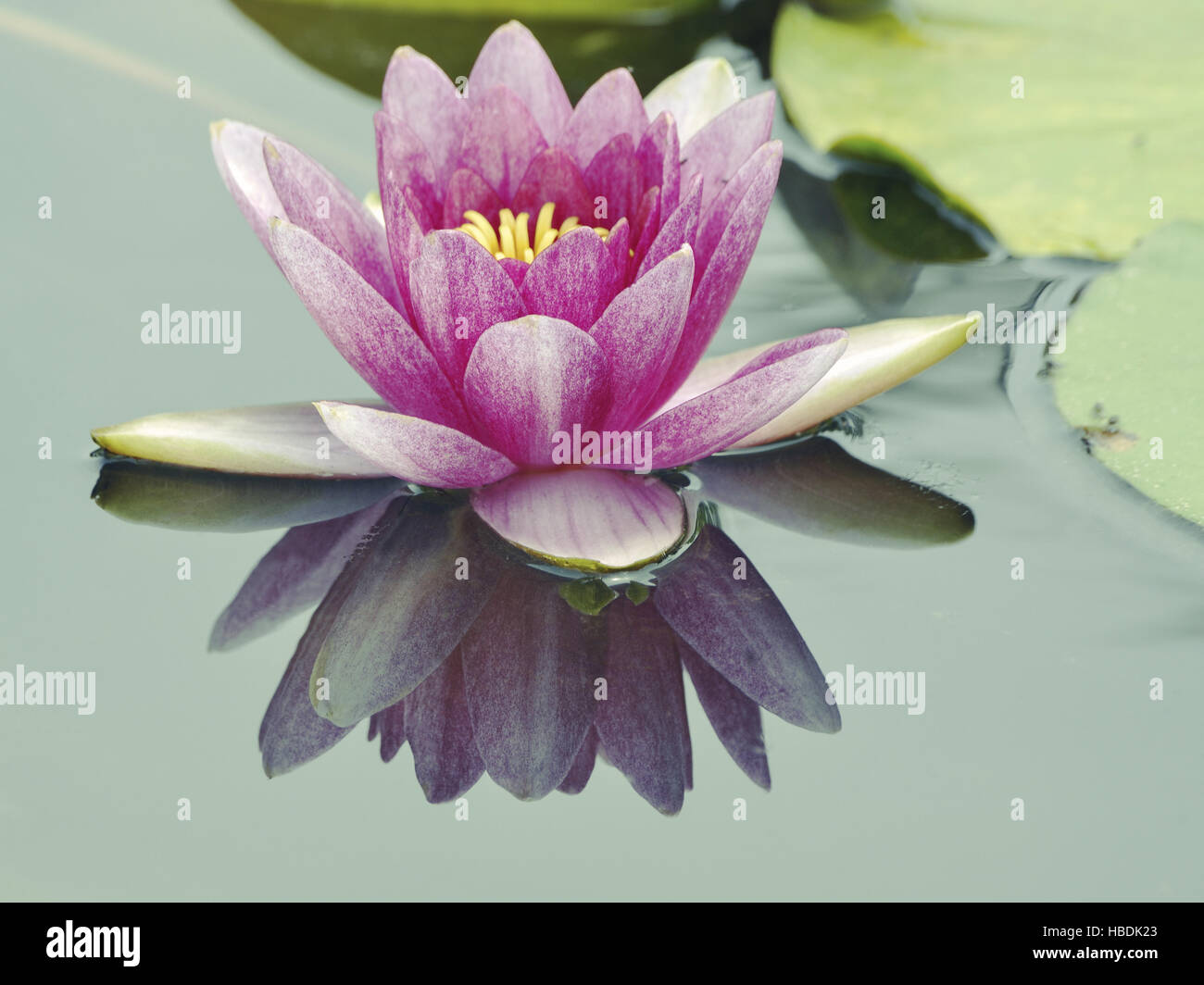 big lotus flower Stock Photo - Alamy
