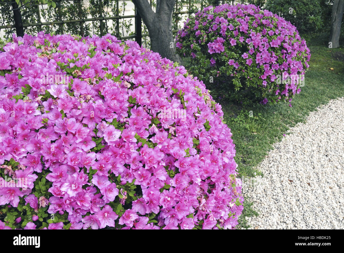Azalea japanese azalea rhododendron rhododendron hi-res stock ...
