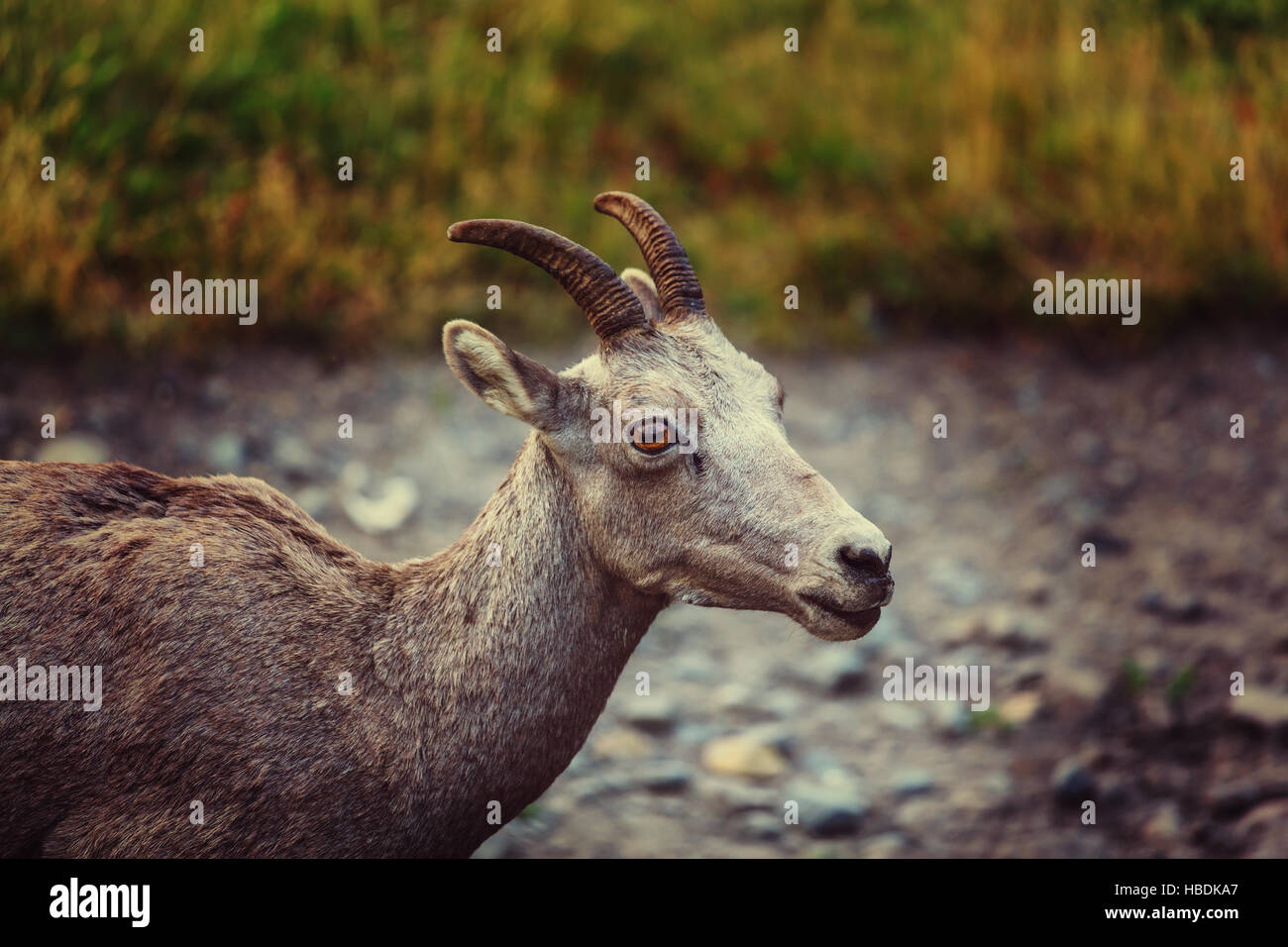 Goat in Canada Stock Photo - Alamy