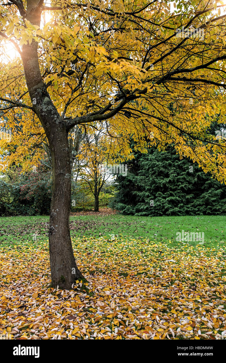 Harold hillier gardens romsey hi-res stock photography and images - Alamy