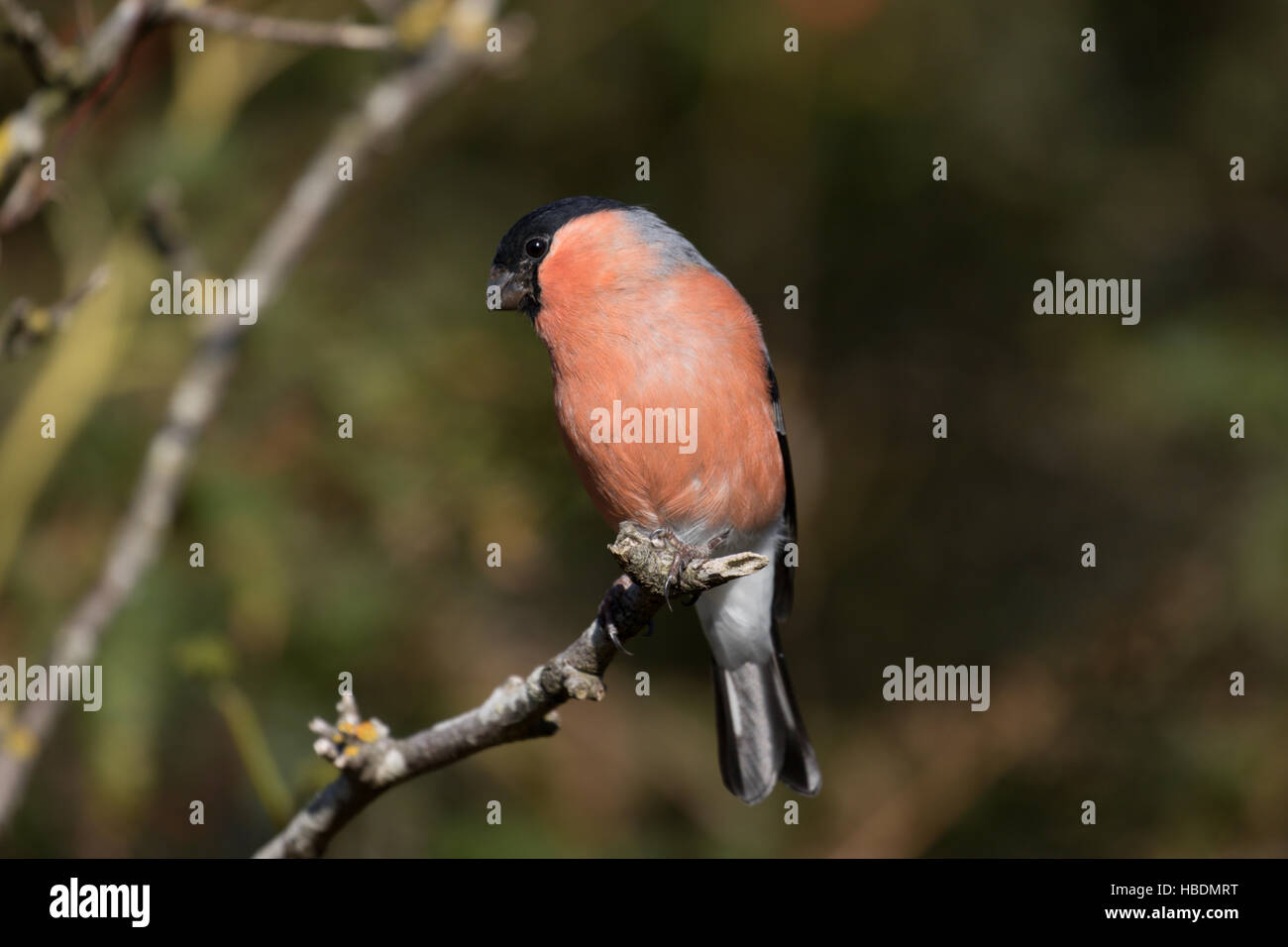 Bullfinch uk hi-res stock photography and images - Alamy