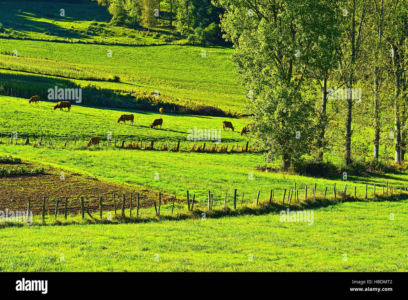Cultivation of cows hi-res stock photography and images - Alamy