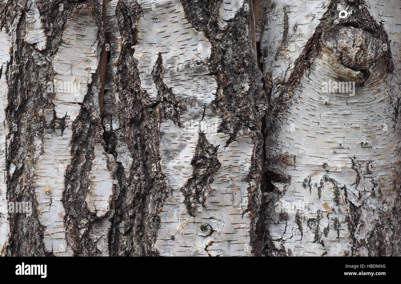 Brown tree bark background Stock Photo - Alamy