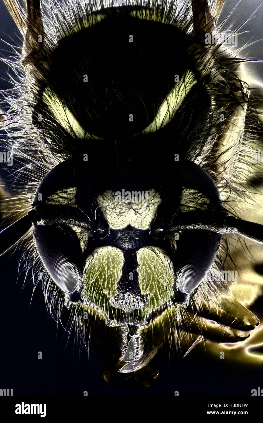 Micro Photo of a Wasp Stock Photo - Alamy