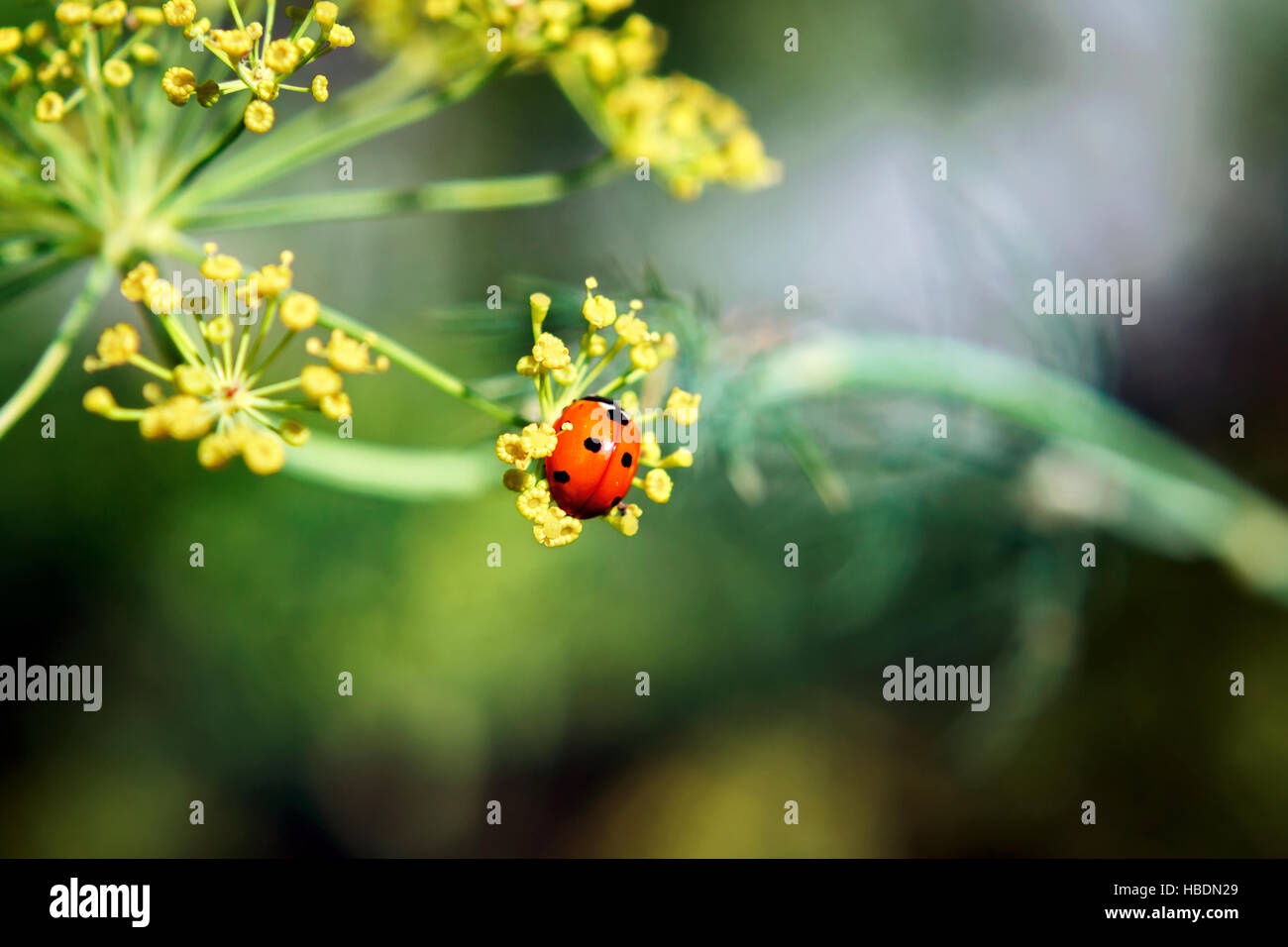 Ladybug on a plant Stock Photo - Alamy