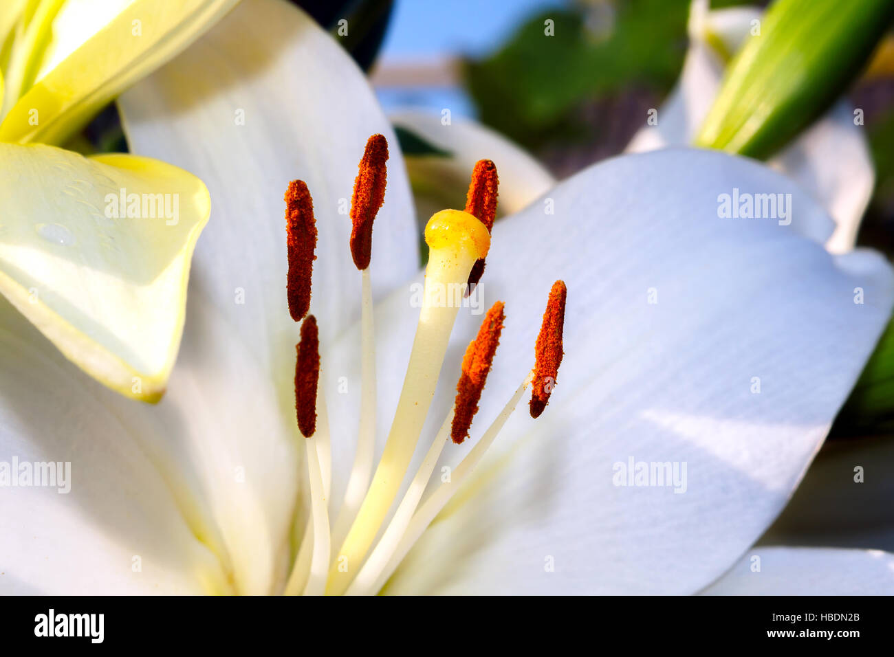 White lily closeup Stock Photo - Alamy