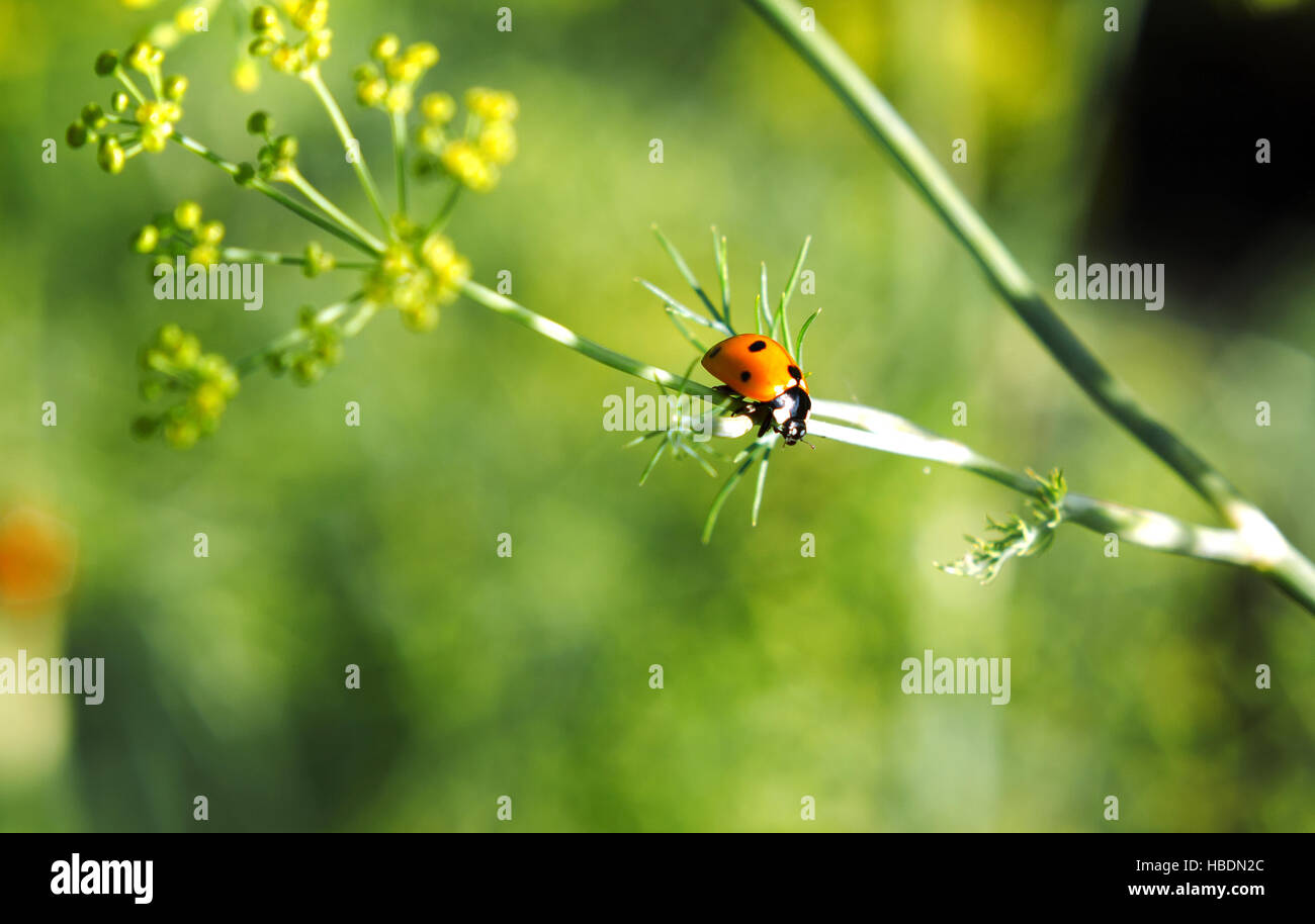 Ladybug on a plant Stock Photo - Alamy