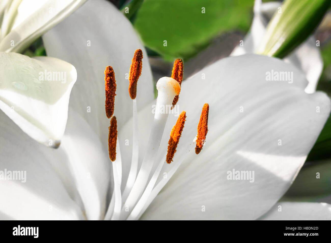 White lily closeup Stock Photo - Alamy