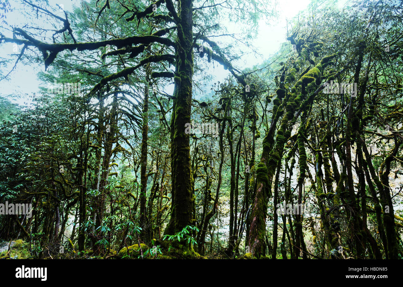 Jungle trek nepal hi-res stock photography and images - Alamy