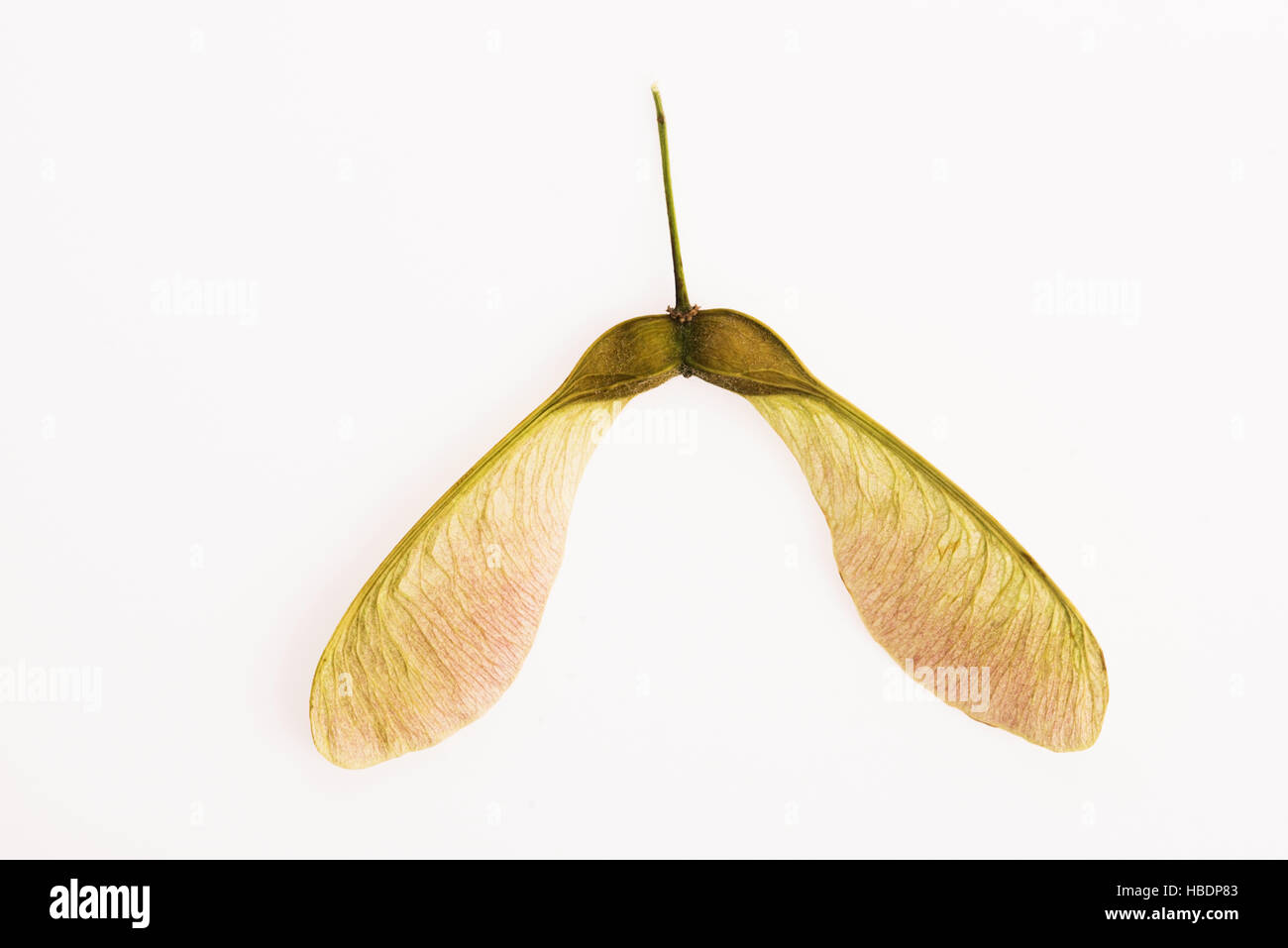 Winged seed pattern hi-res stock photography and images - Alamy