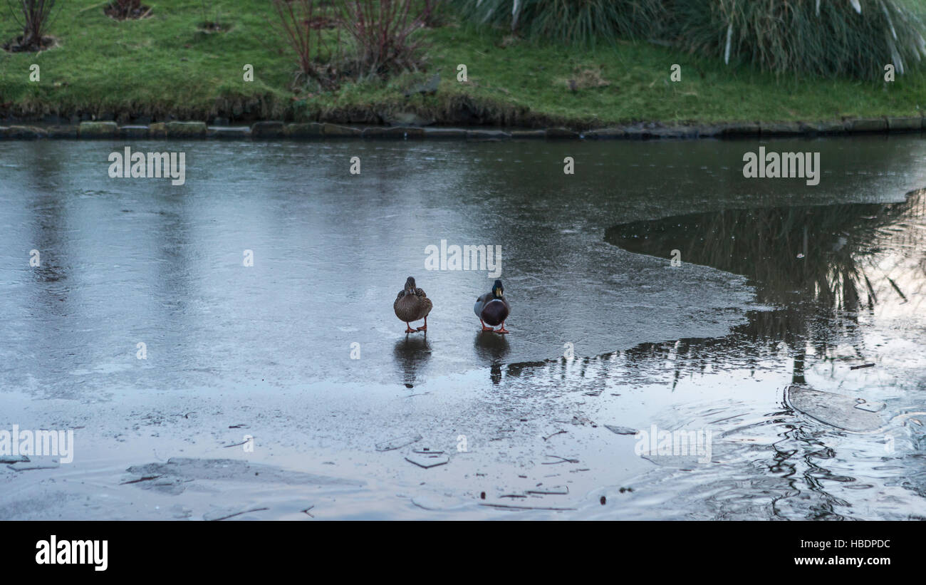 duck on ice Stock Photo - Alamy