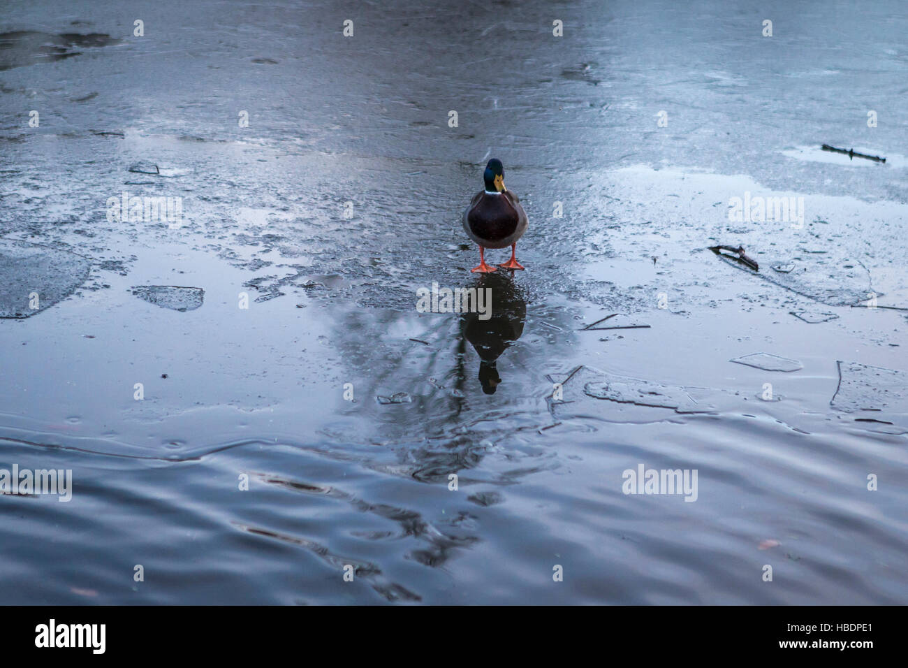 duck on ice Stock Photo - Alamy