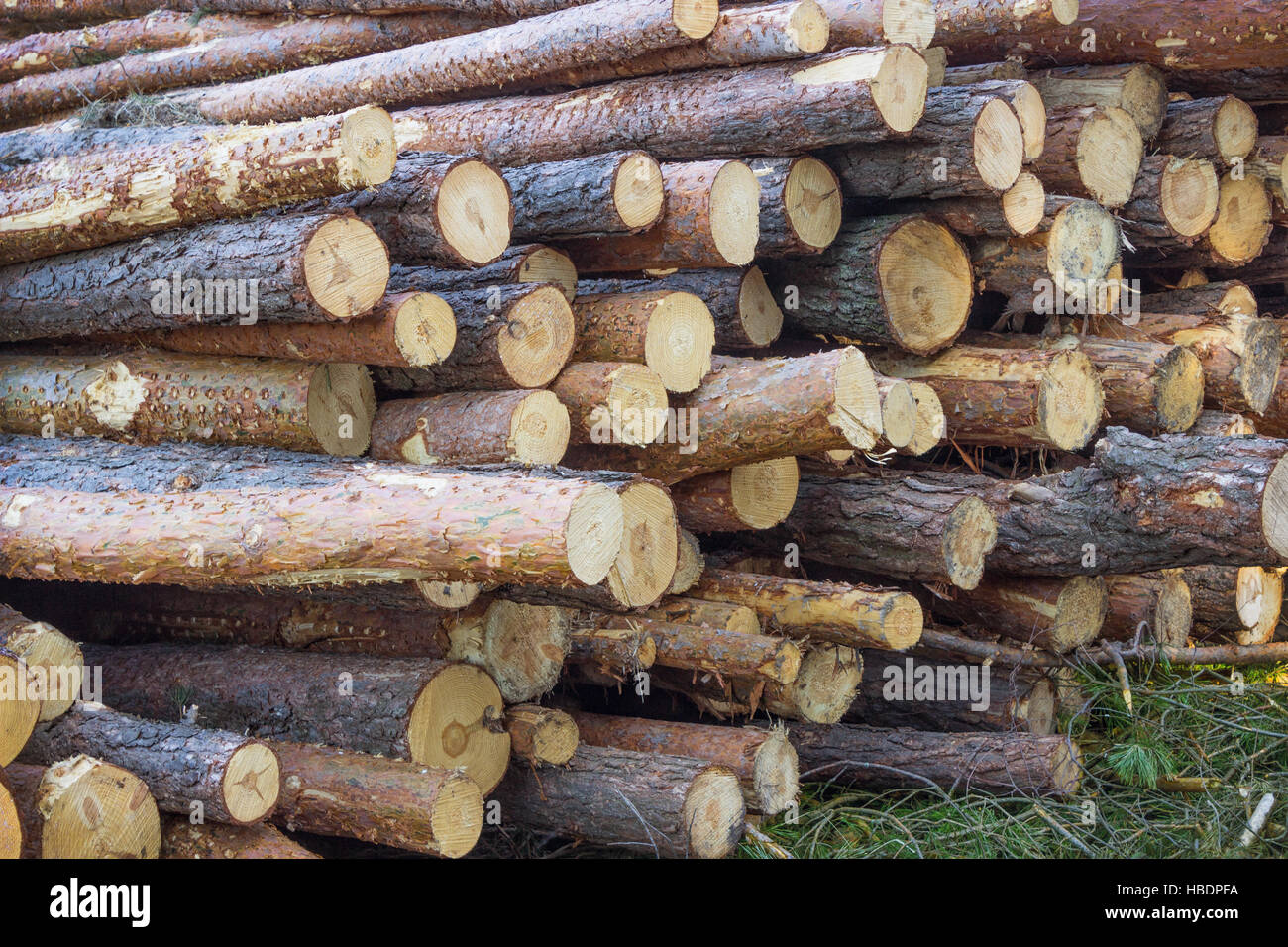 Pile of felled tree trunks Stock Photo - Alamy