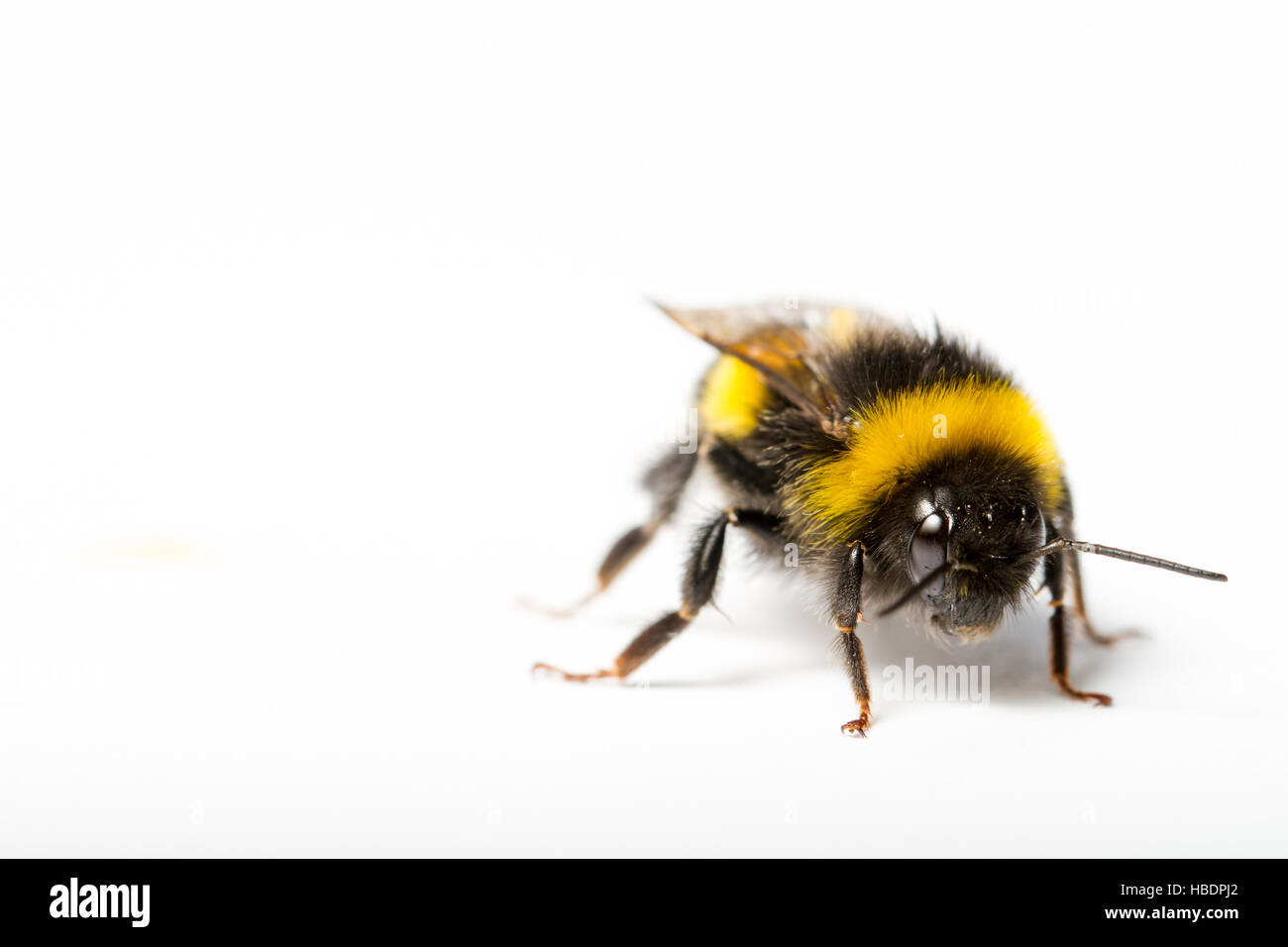 Bumblebee, macro photography Stock Photo - Alamy Bumblebee, macro photography Stock Photo - Alamy