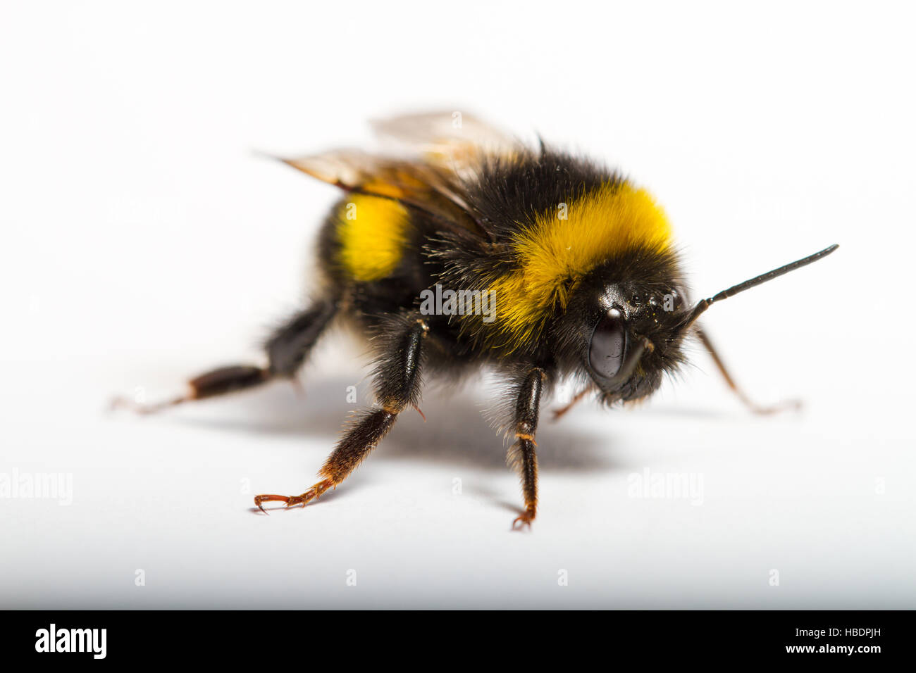 Bumblebee, macro photography Stock Photo - Alamy