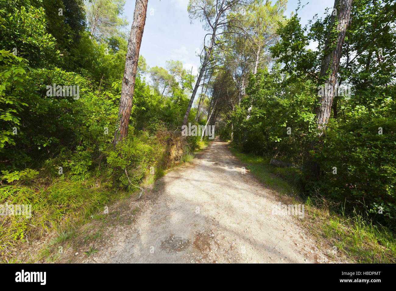 Dirt Road in Forest Stock Photo - Alamy