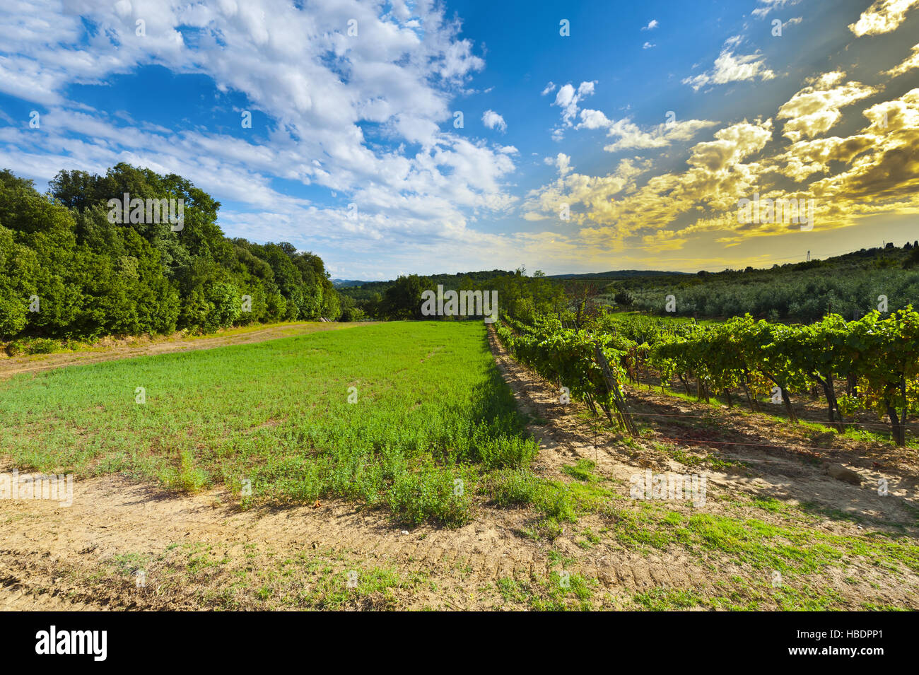 Vineyard at Sunset Stock Photo - Alamy
