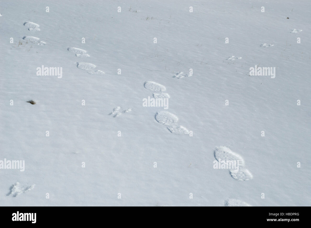 Squirrel tracks snow hi-res stock photography and images - Alamy