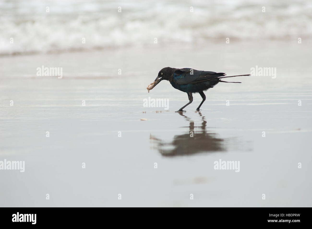 Grackle eating a sand crab at a sandy shoreline Stock Photo - Alamy