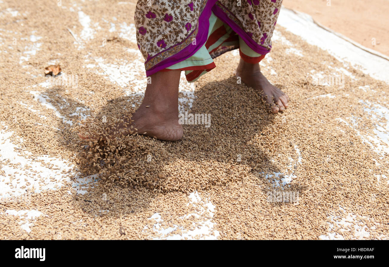 Elderly woman spreading drying rice on the ground with her feet.Kerala ...