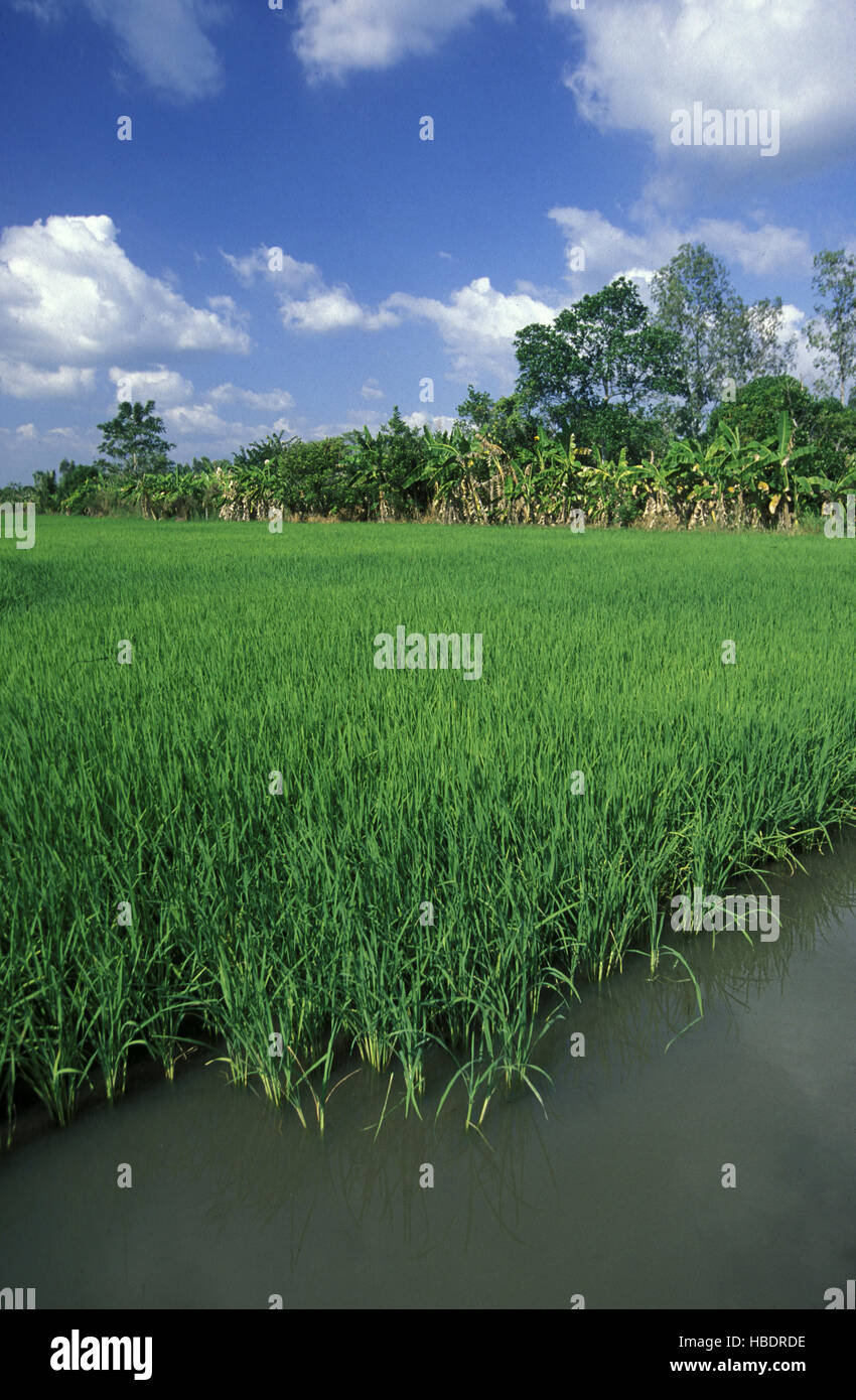 ASIA VIETNAM MEKONG DELTA RICE FIELD Stock Photo - Alamy