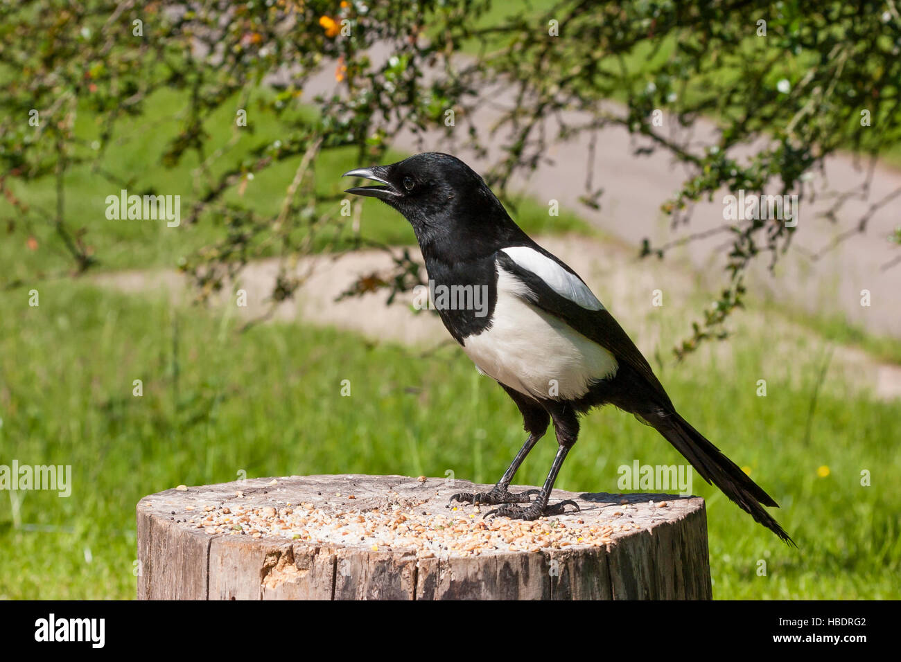Magpie bird hi-res stock photography and images - Alamy