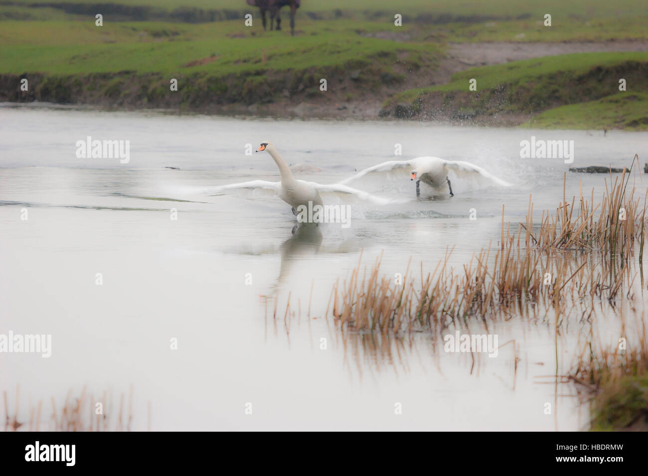 Aggressive swans hi-res stock photography and images - Alamy