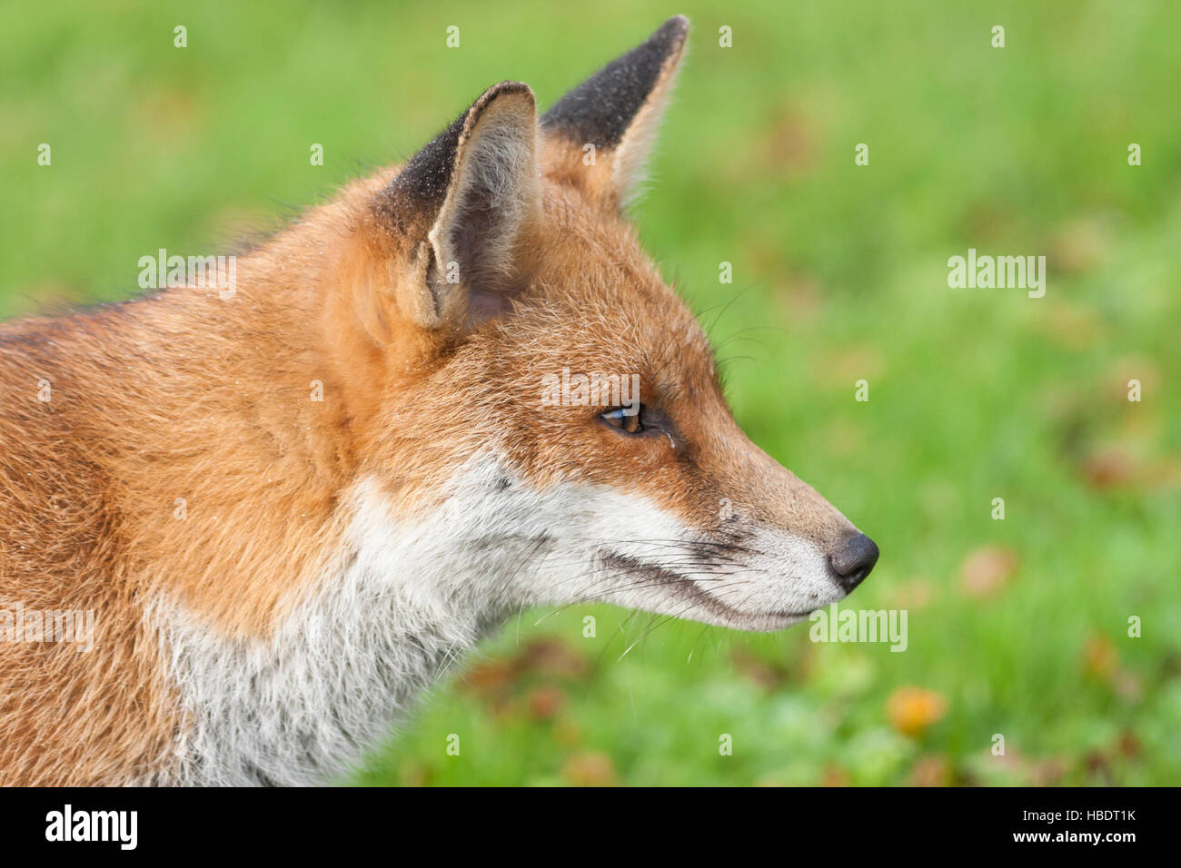 red fox close up of head Stock Photo - Alamy