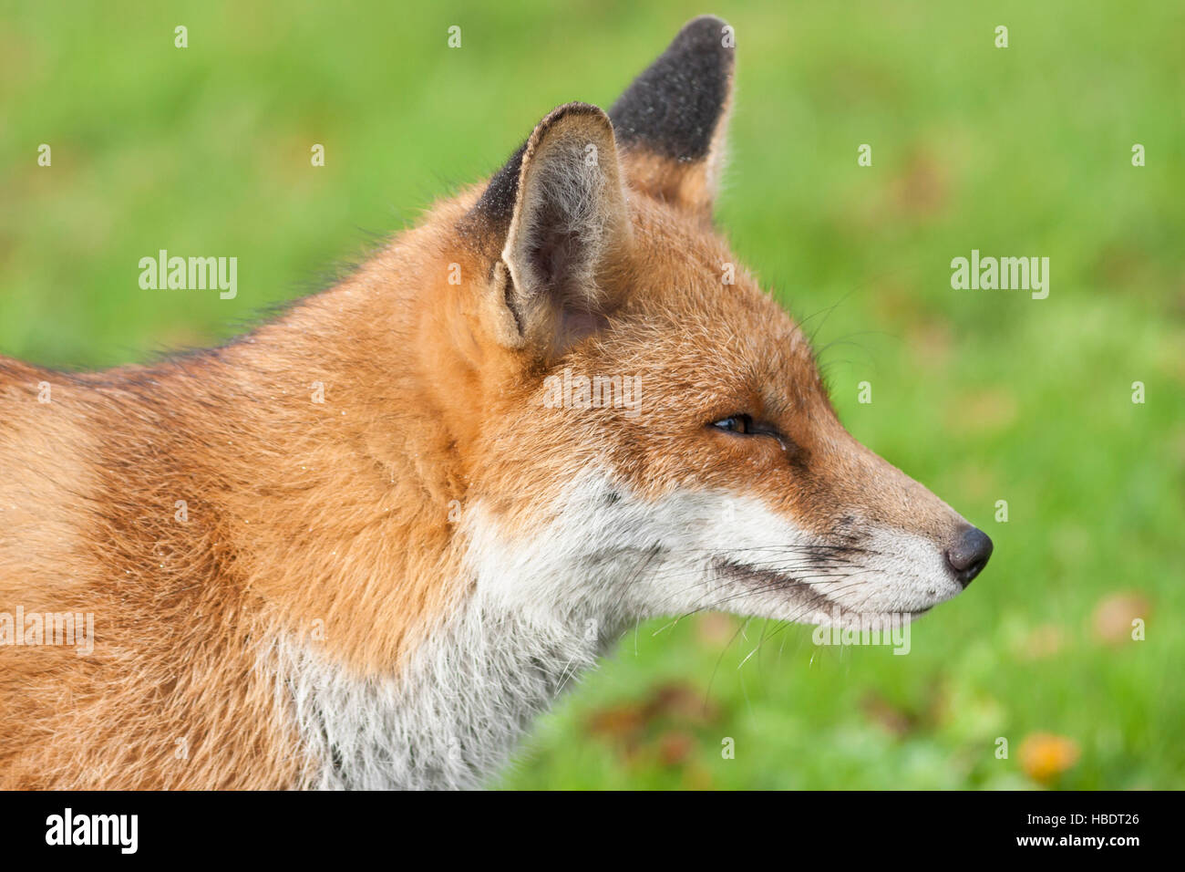 Red fox head uk hi-res stock photography and images - Alamy