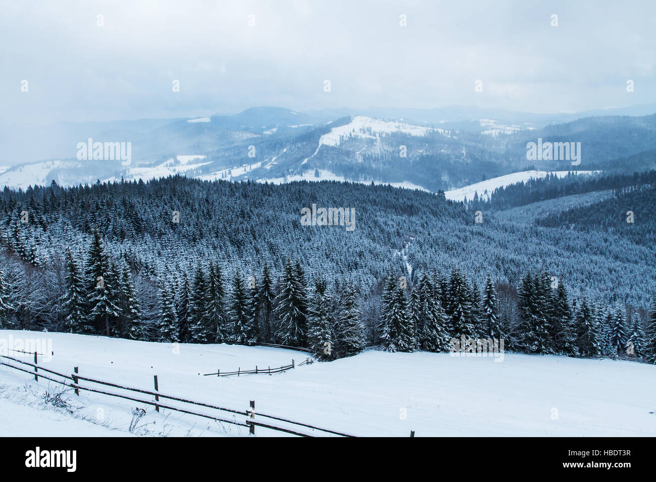 Skiers and snowboarders enjoying on slopes of ski resort Bukovel ...
