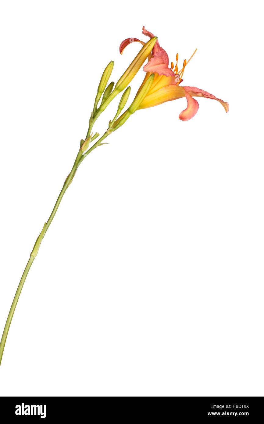 Side view of a single stem with a pink and yellow daylily flower and ...