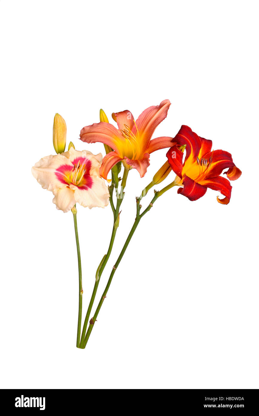 Three stems with daylily flowers of different cultivars in various ...