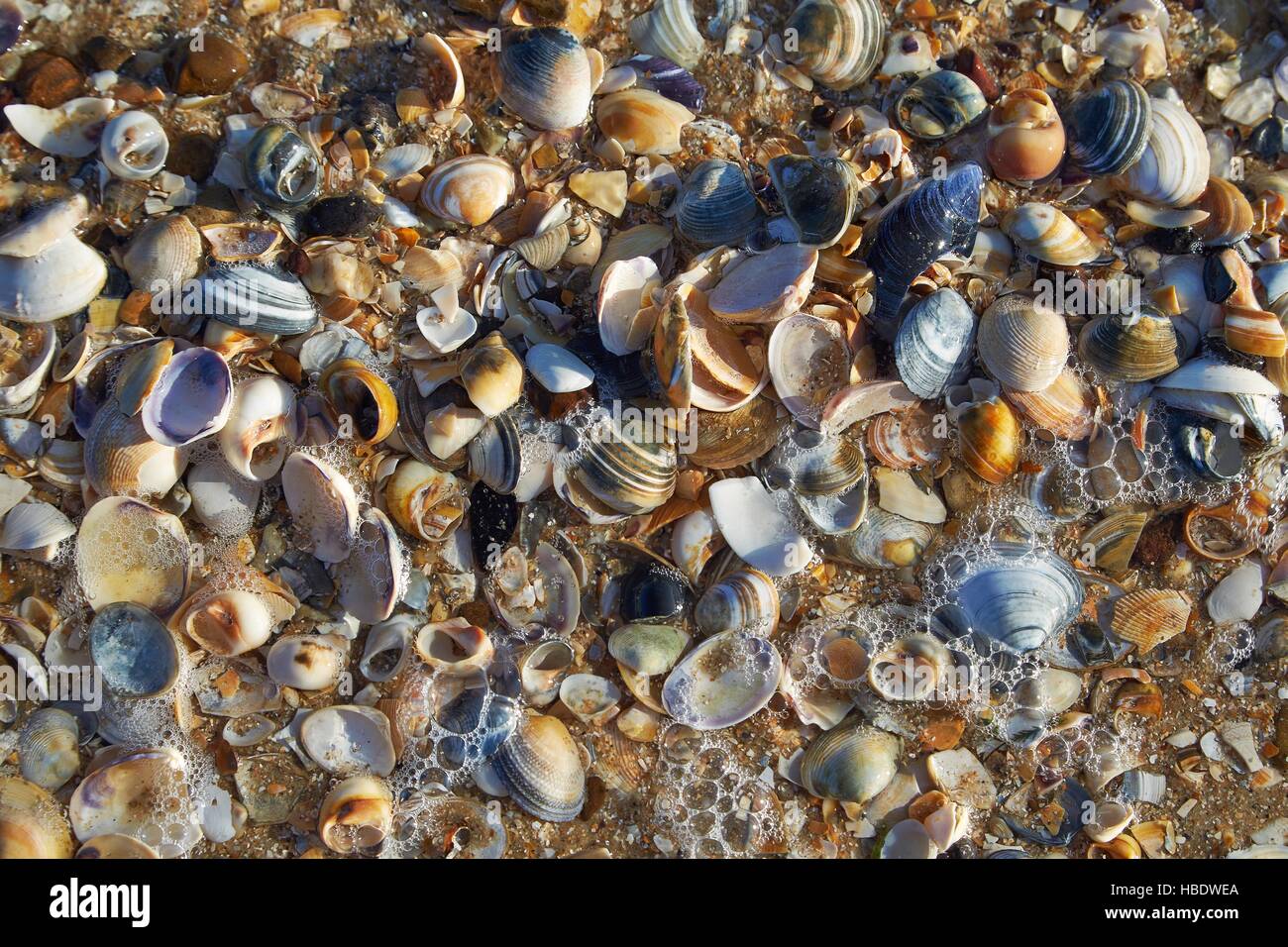 Sheels on the seashore Stock Photo - Alamy