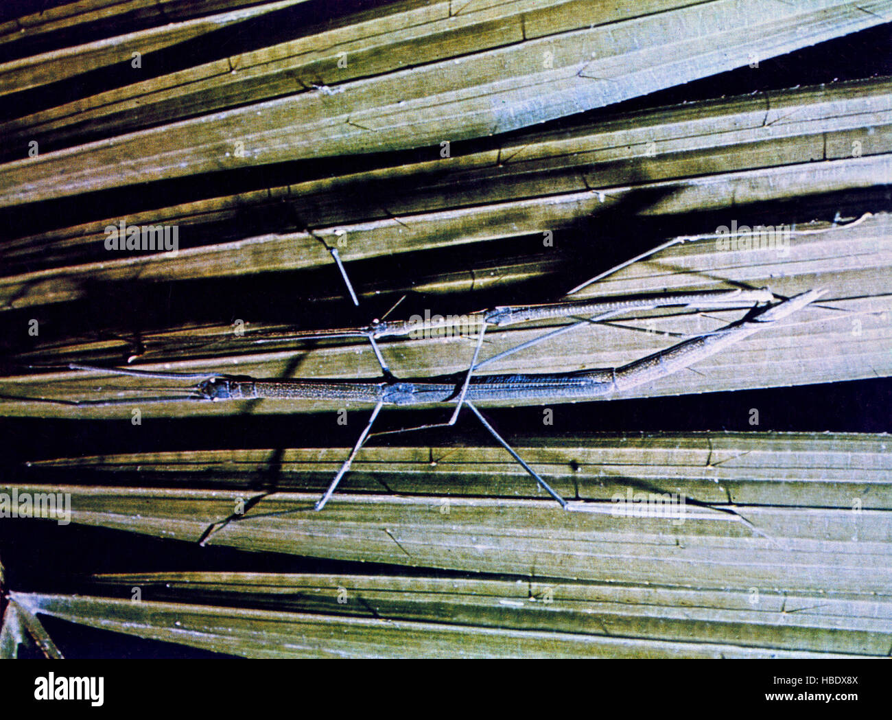 THE HELLSTROM CHRONICLE, Documentary, 1971 Stock Photo - Alamy