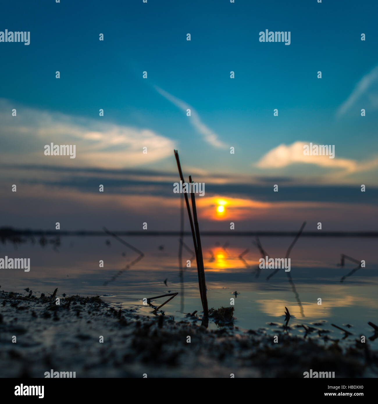 Reeds and sunset hi-res stock photography and images - Alamy