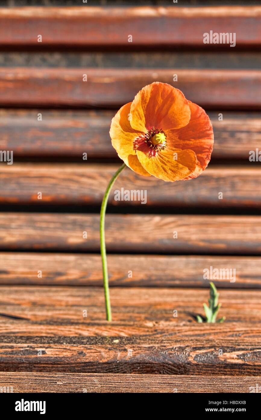 Poppy - Flower Stock Photo - Alamy