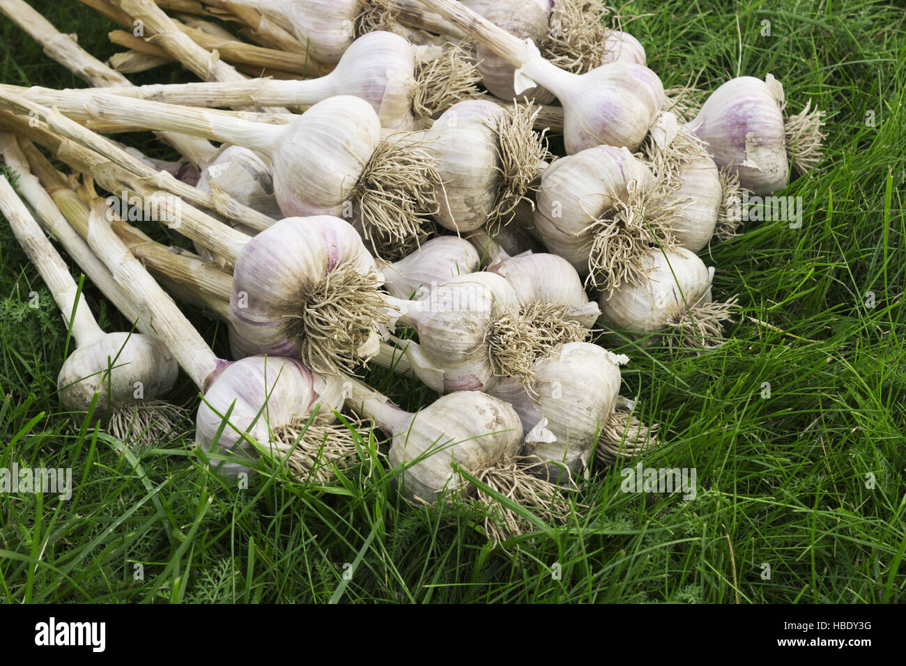 A pile of ripe garlic Stock Photo - Alamy