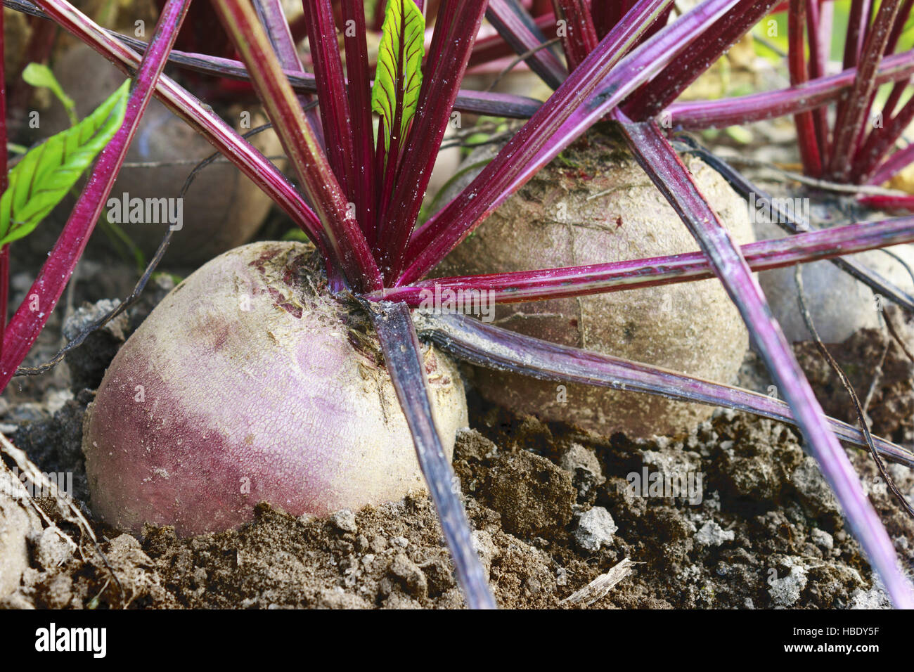 A very large ripe beets Stock Photo - Alamy