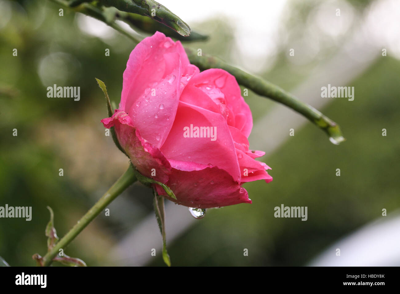 Rose in the rain Stock Photo - Alamy