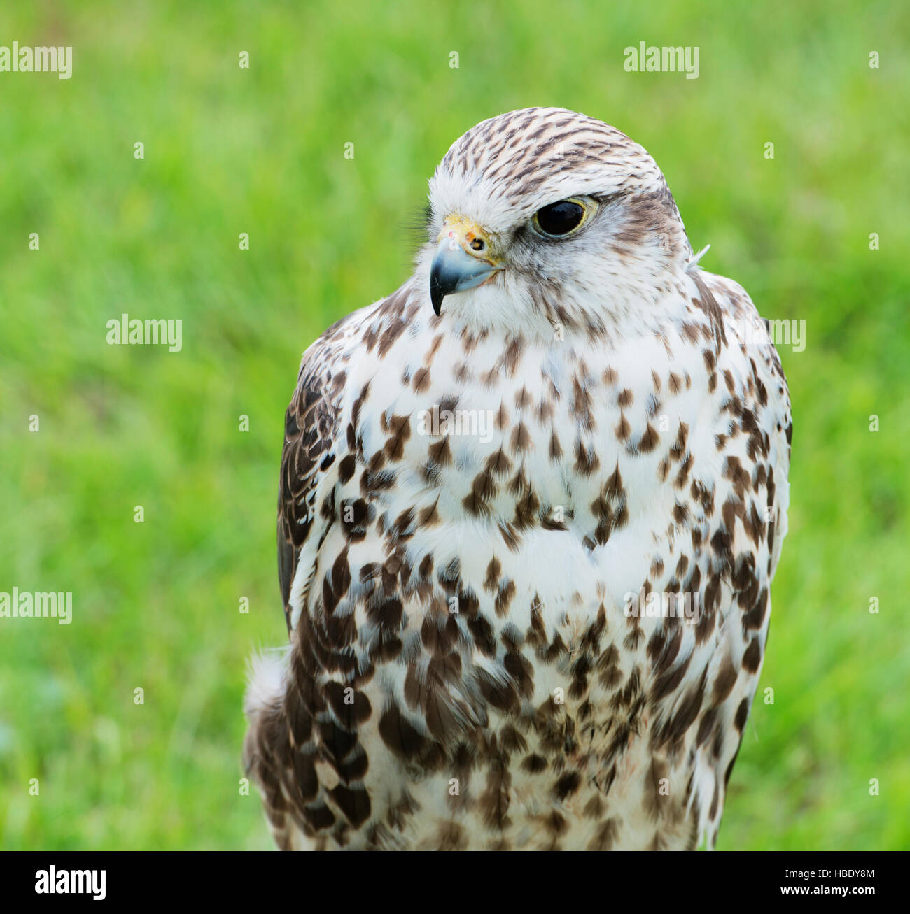 Falkenart hi-res stock photography and images - Alamy