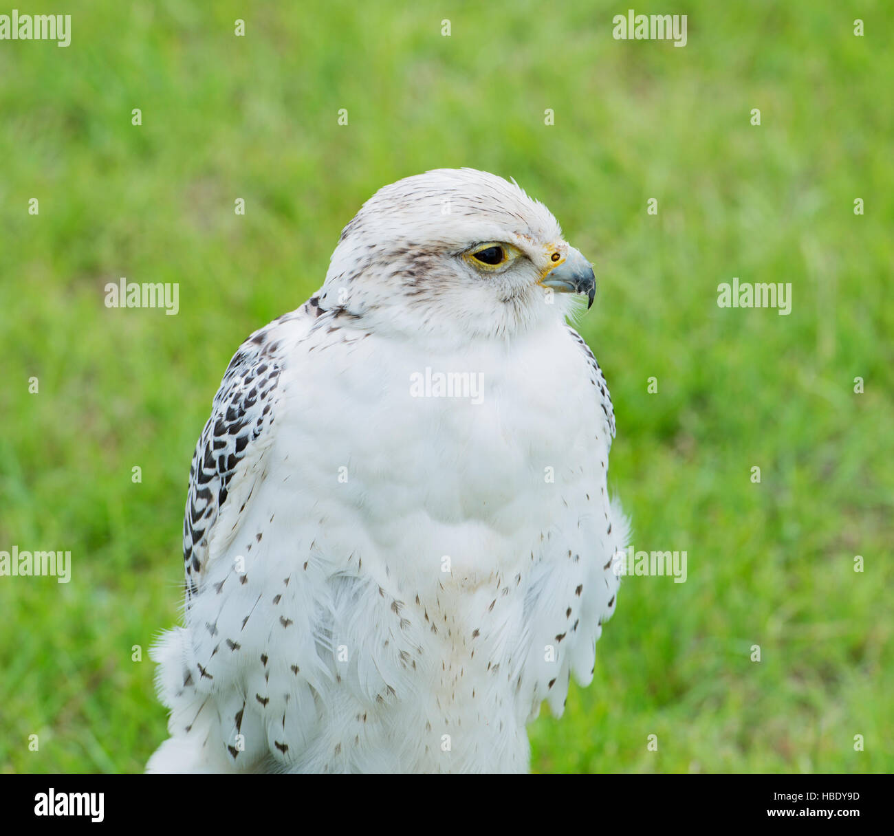 Close up of a falcon bird of prey Stock Photo - Alamy