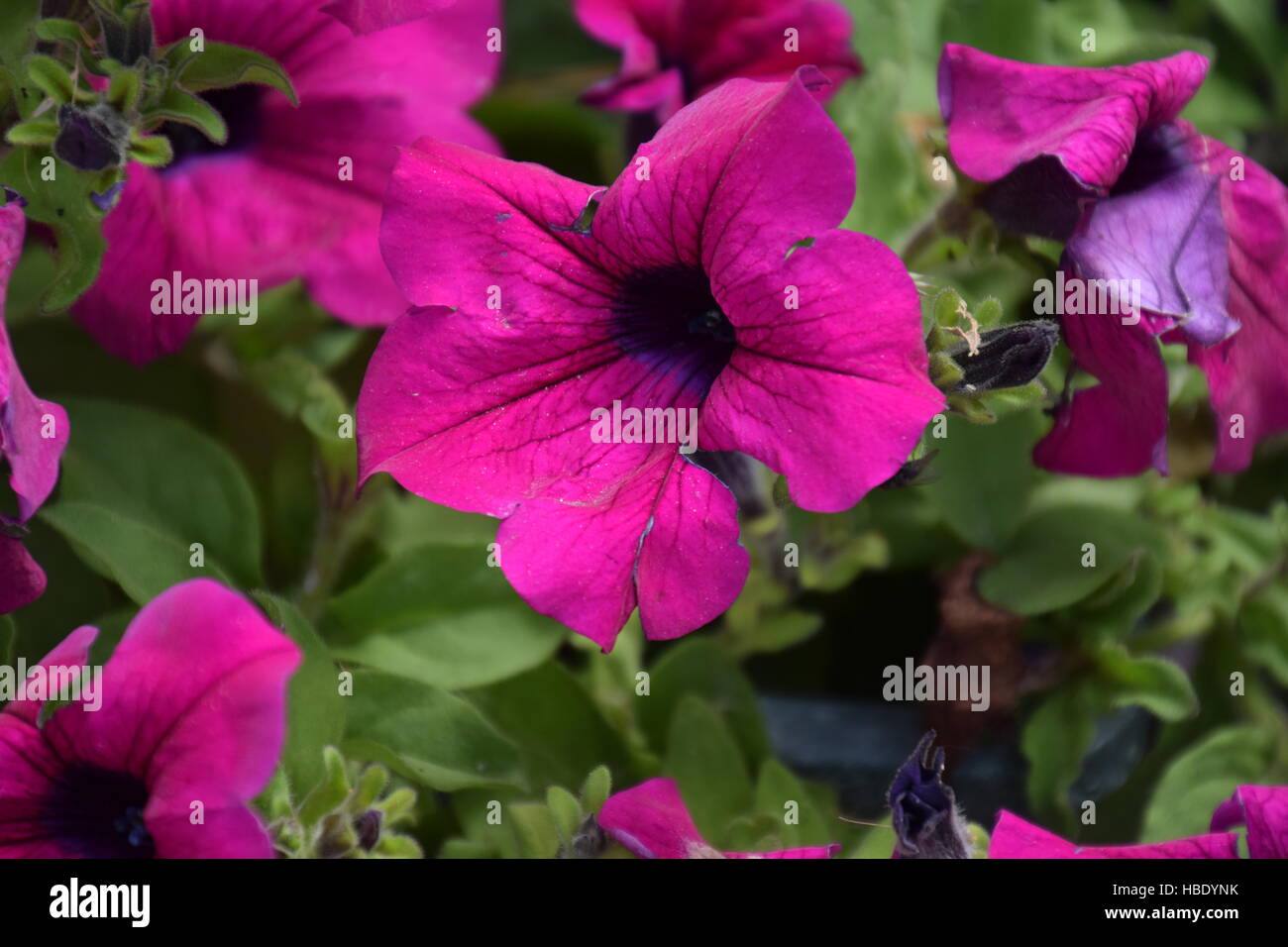 Purple flowers in blossom Stock Photo - Alamy