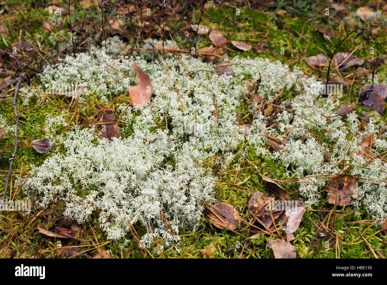 White moss hi-res stock photography and images - Alamy