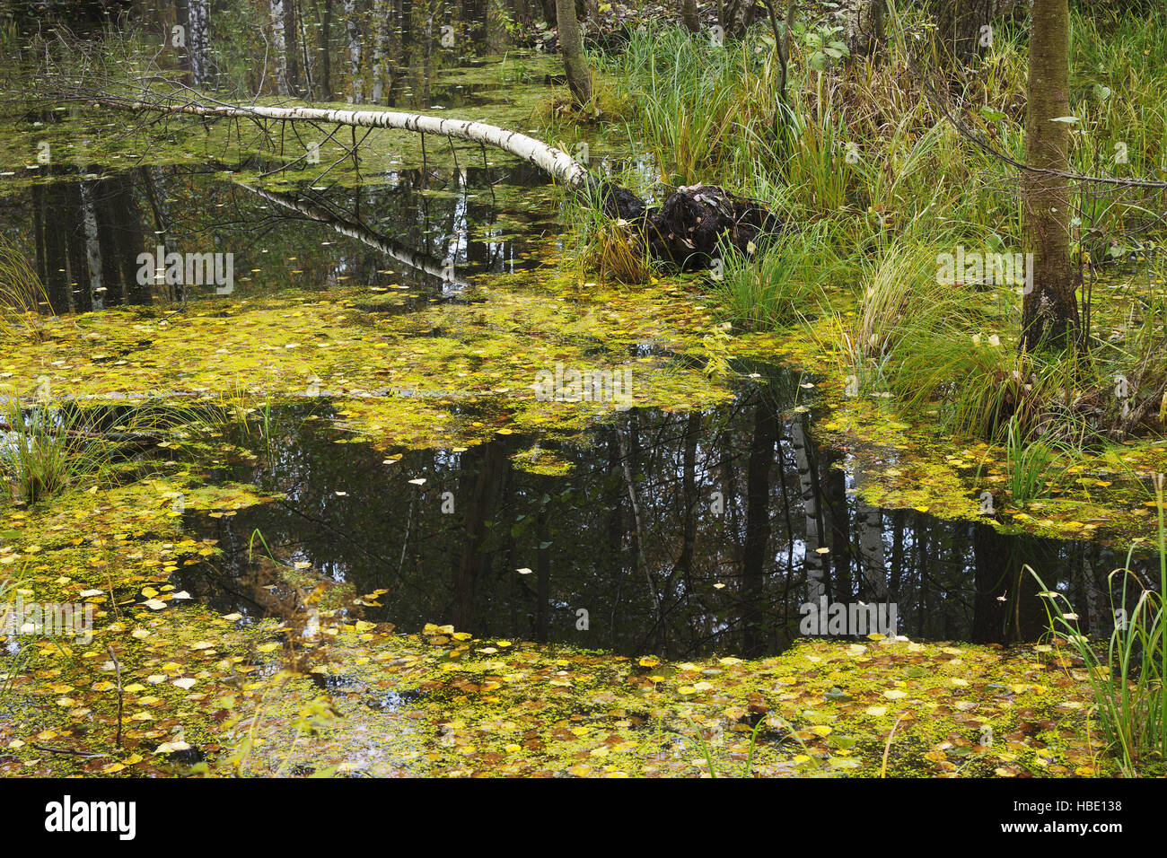 Autumn flooding in the Northern woods Stock Photo - Alamy